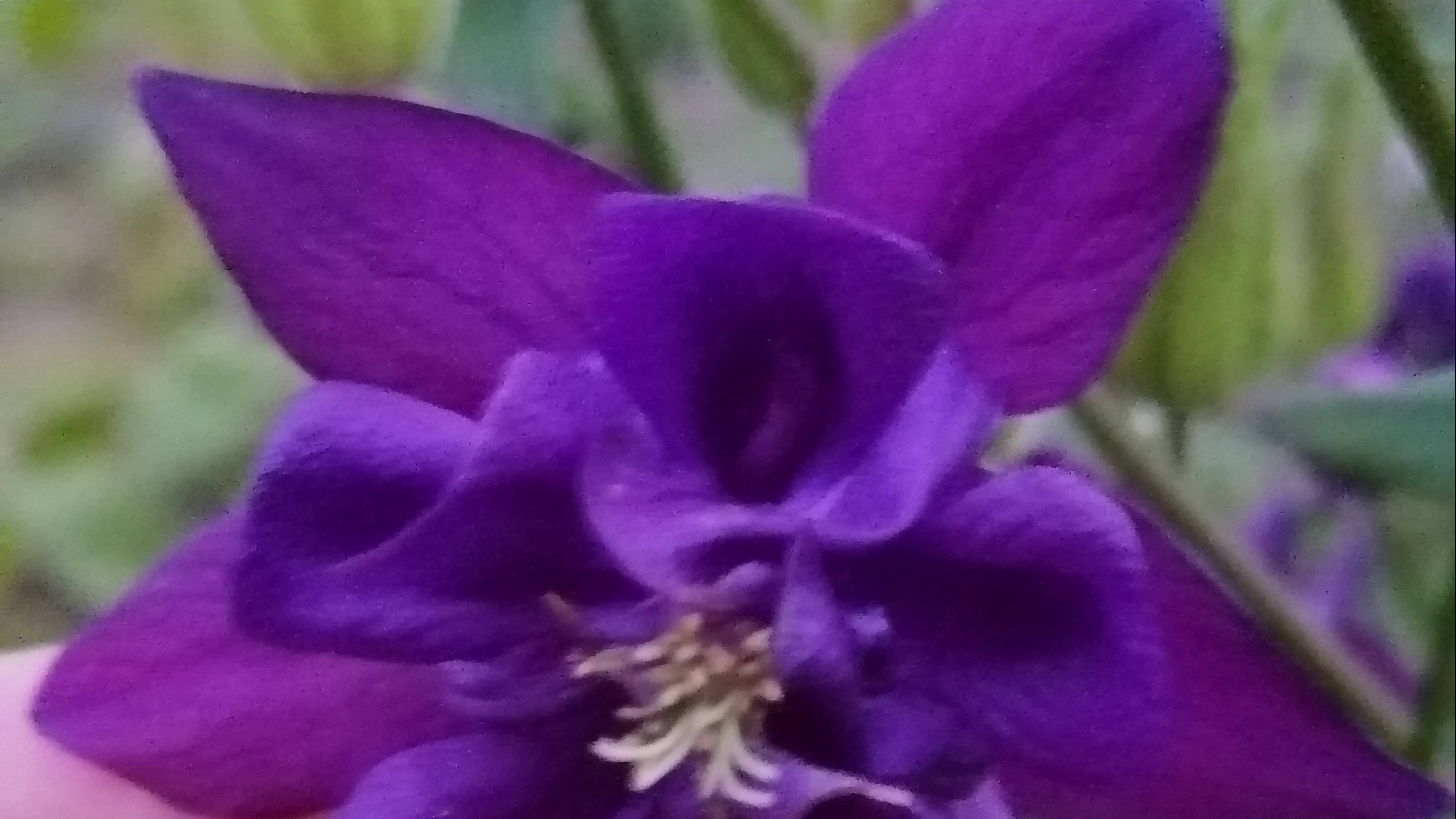 Как заставить цвести АКВИЛЕГИЮ повторно.