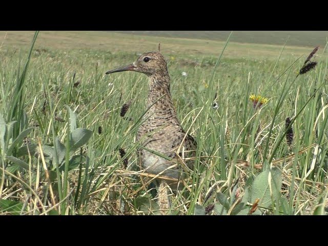 Турухтаниха маскируется. Reeve. Philomachus pugnax