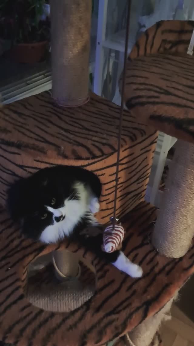 Жозя играет