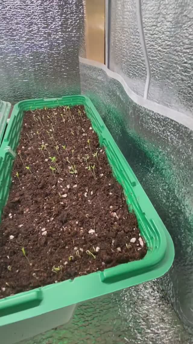 Появились всходы томатов, 5 дней от посева #shorts #short