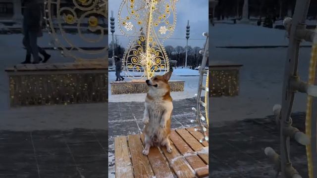 Коржик покоритель Москвы✨ #коржмарти #корги #животные #москва #corgi #animals #heppynewyear