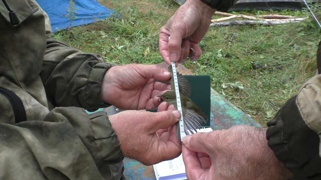 о. Уруп Орнитологи за работой