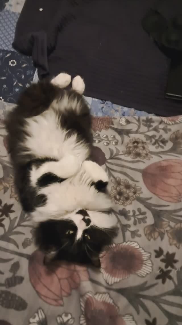 Жозя зевает и потягивается.