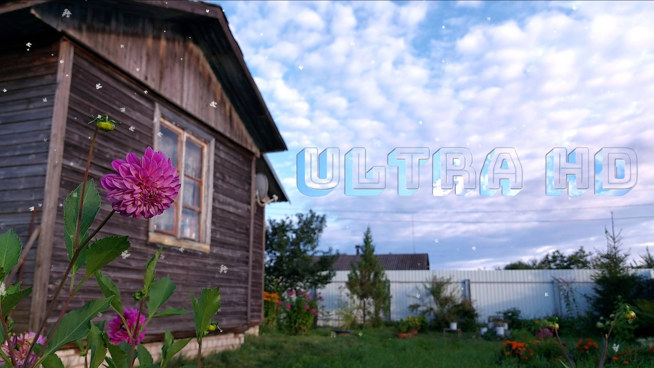 «Георгины: Очарование Природы для Вашего Расслабления»