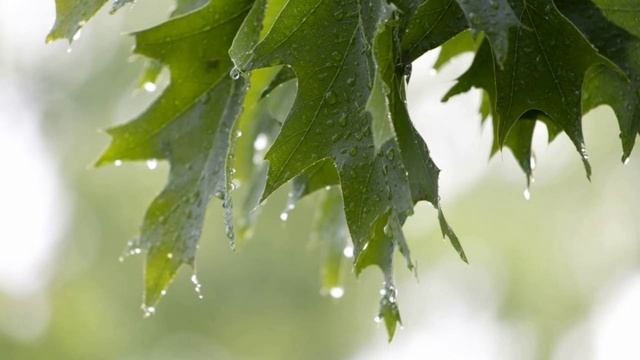 Успокаивающий ЗВУК КАПЕЛЬ ДОЖДЯ по Листьям в Парке. Мягкий Звук Дождя. Шум дождя без грозы и грома