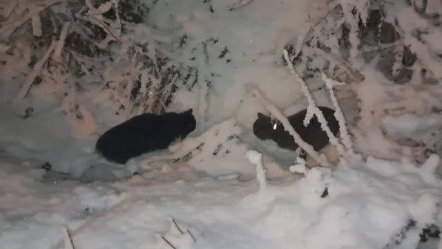 Прогулка с котами снежной ночью