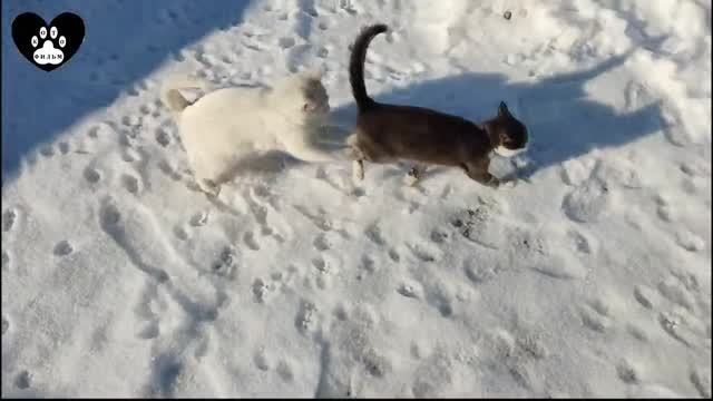 Шестьдесят девятая серия