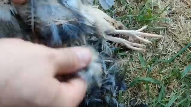 КОПЧЕНЫЕ ПЕРЕПЕЛКИ. OXOТА НА КУБАНИ 2023. РЕЦЕПТЫ СЮФ. Емкость Супер от Hobbi Smoke