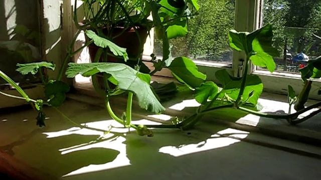 Растение оживает после полива (ускоренная съёмка)