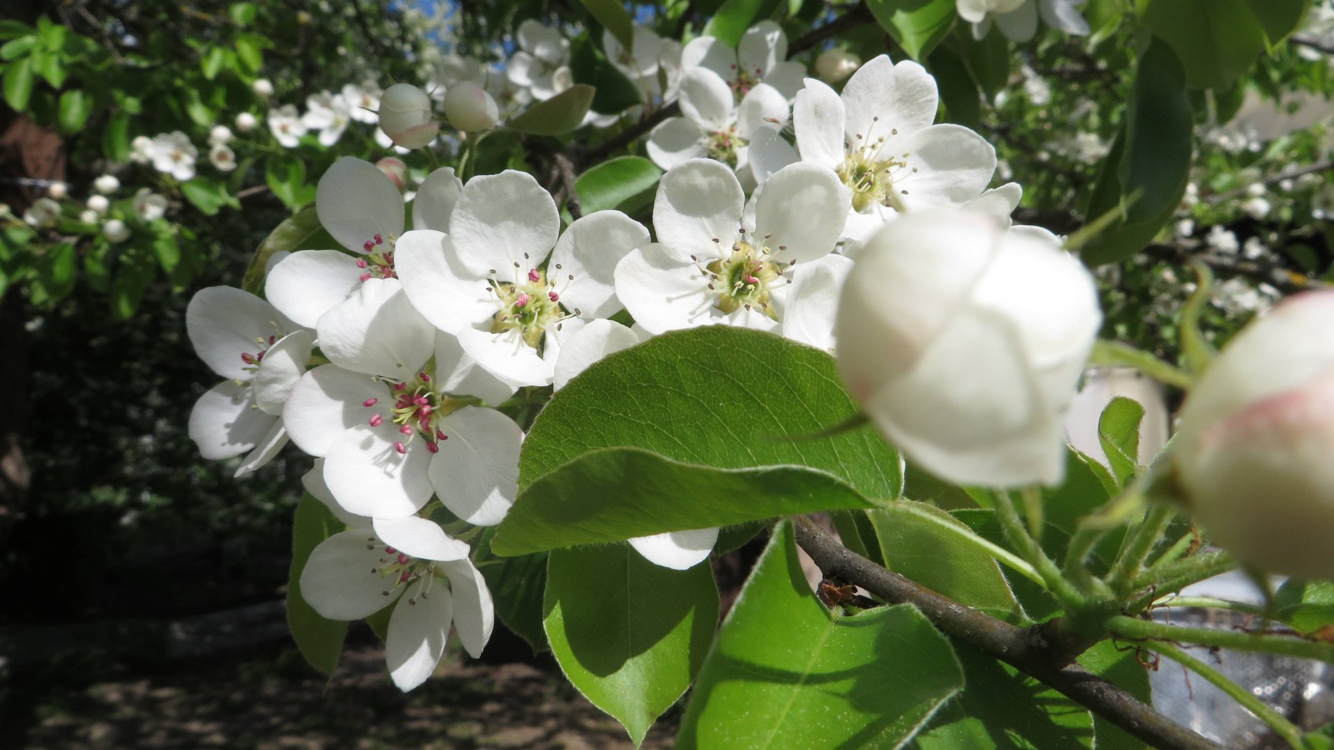 Цветение груши.