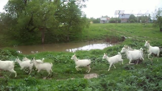 А козы текли и текли, как ручей. Из моих загородных путешествий.