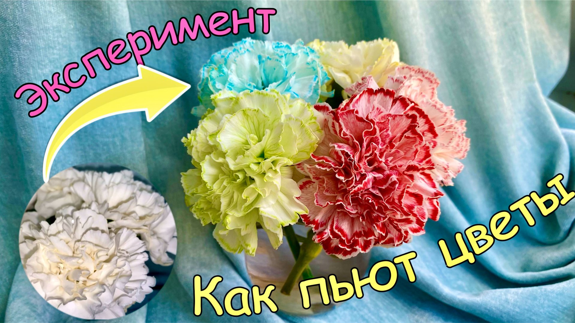 Эксперимент для детей КАК ПЬЮТ ЦВЕТЫ? Окрашивание белых цветов пищевыми красителями