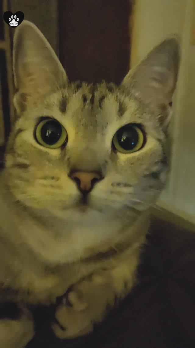 У Бусинки в глазах Новый год (гирлянды светятся)!!!