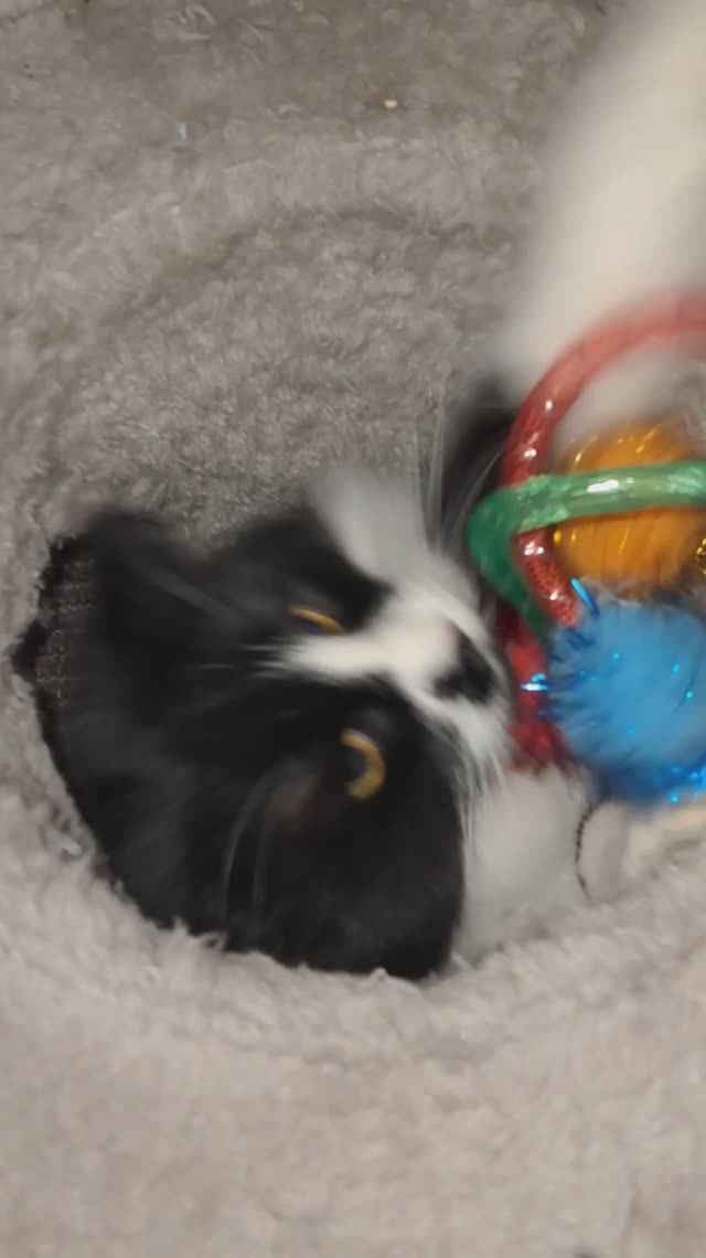 Жозя играет