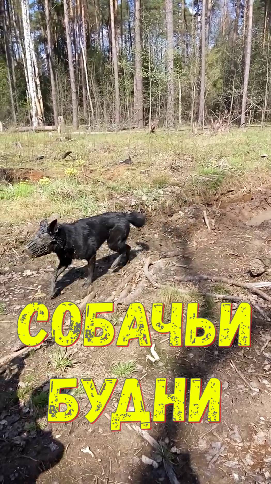 Собака → свинья за 10 секунд! 🐾🐷 | Грязевая катастрофа
