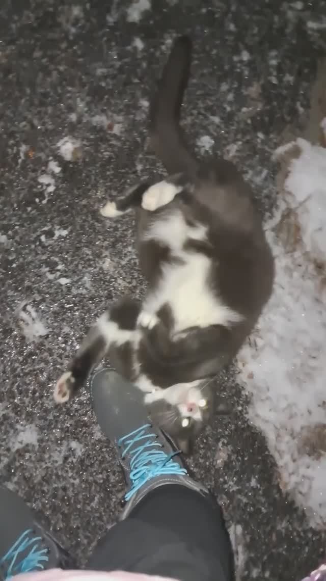 Тиша встречает