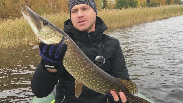 Ловля щуки в Ленинградской области! Рыбалка на спиннинг в октябре!