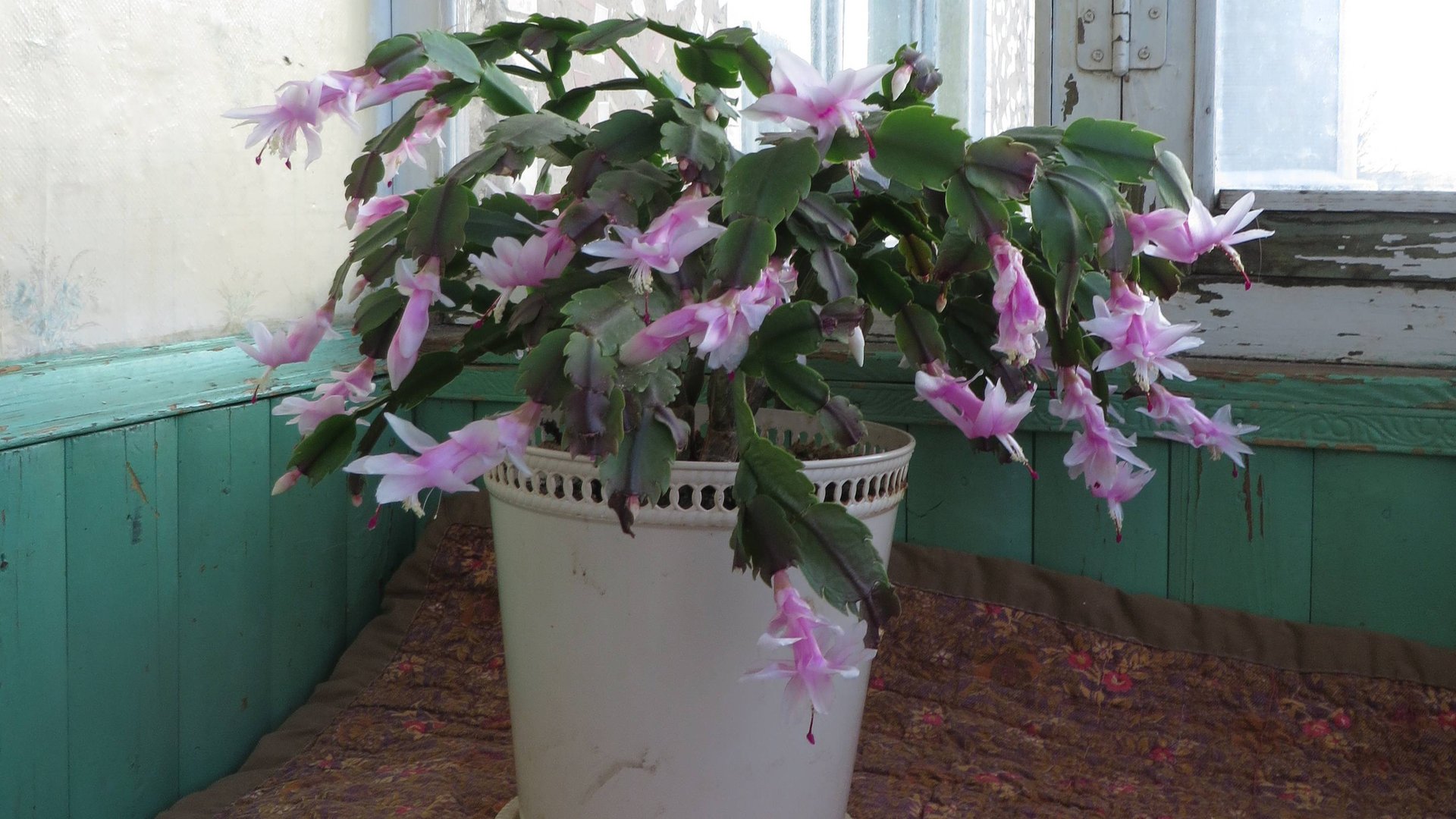 Цветения декабриста в декабре 2024года.