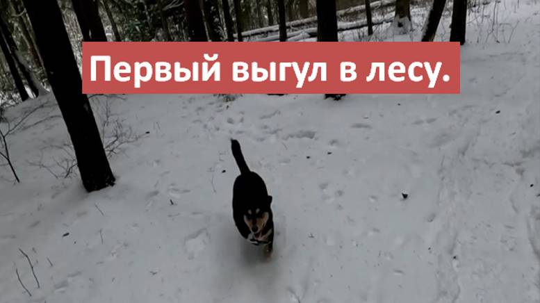 Первый раз гуляем по лесу.