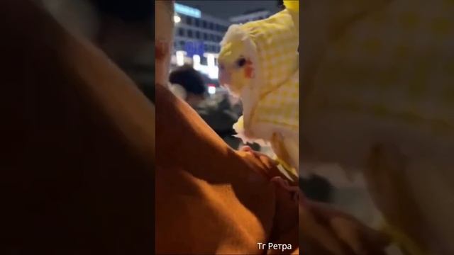 Теперь вы знаете, что для попугаев тоже есть одежда, чтобы гулять с ними в холодную погоду