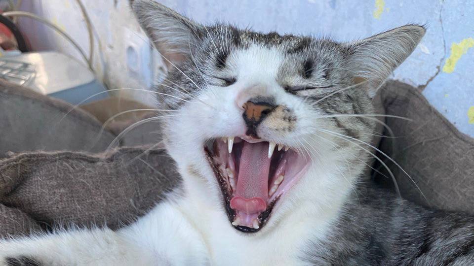 ПЫТАЮСЬ ПРОЙТИ ДОРС