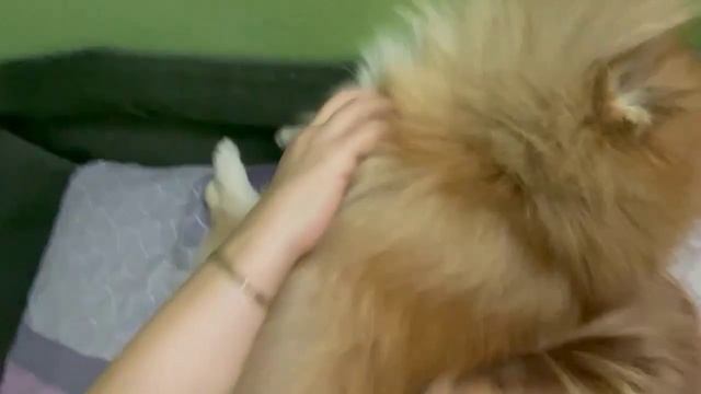 продолжение причёски . Где хочу тами сплю