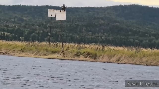 Осенняя Рыбалка на Амуре. Поймали не много кеты. Жизнь в глубинке. Аборигенка. Путина 2024.
