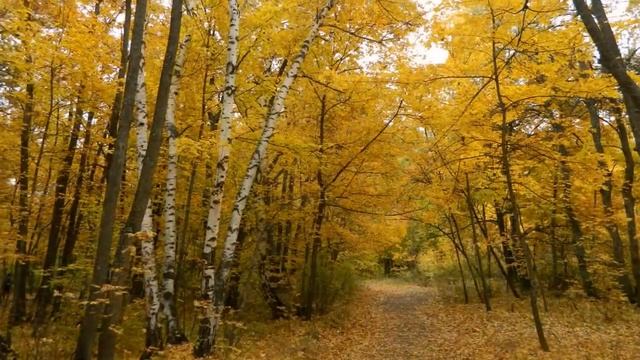 осенний лес