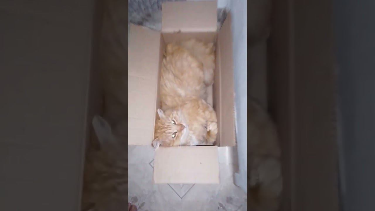 Мой любимчик.