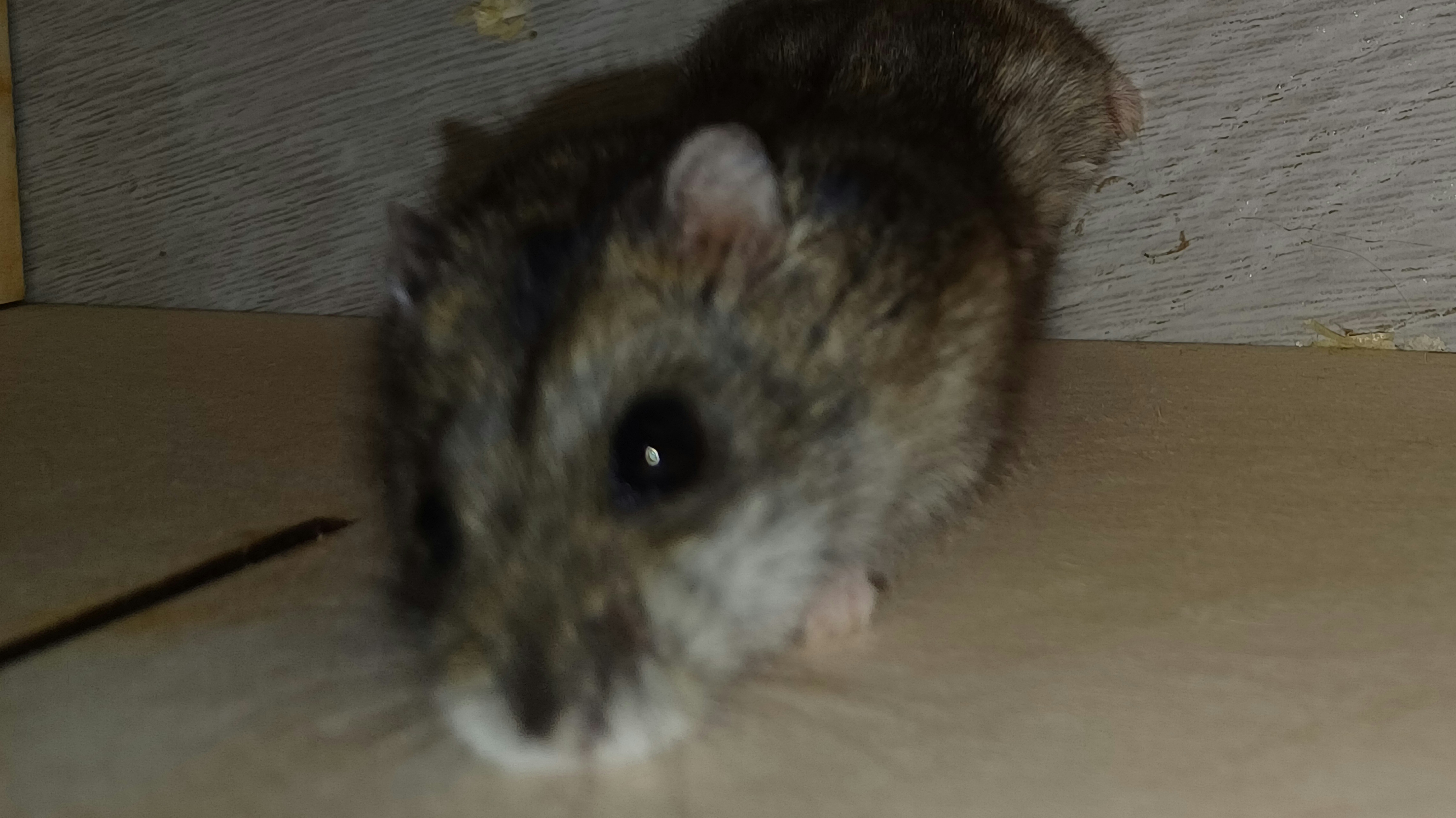 Хамстеры сбегают из тюрьмы 2 часть