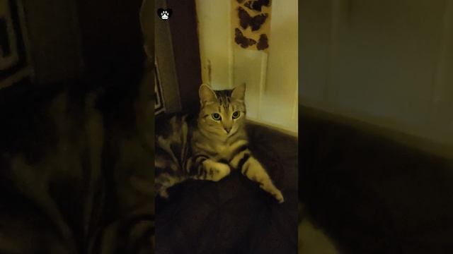 Кошечку зовут Буся!