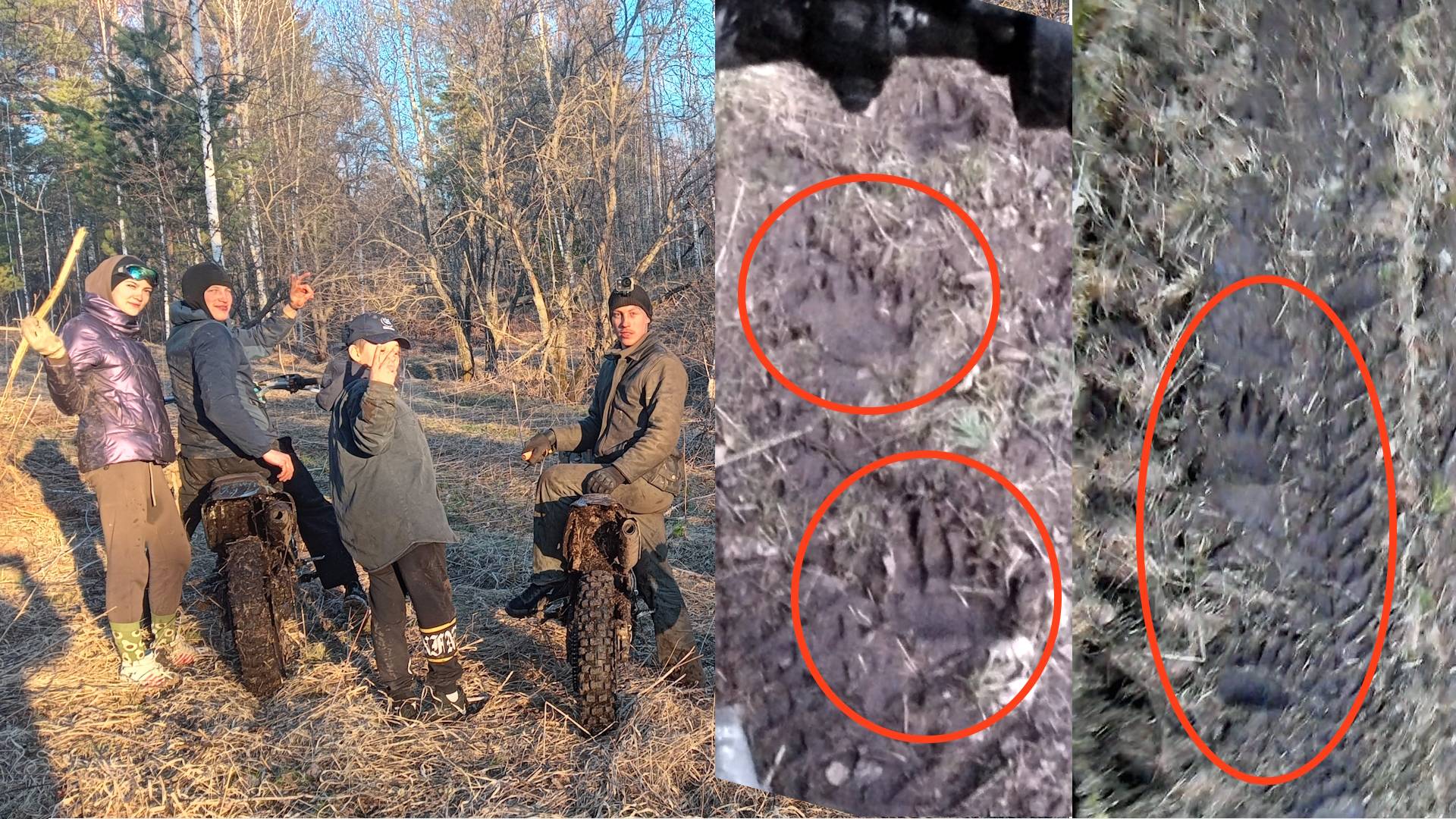 А ведь рядом был медведь. Прокатились по лесу.