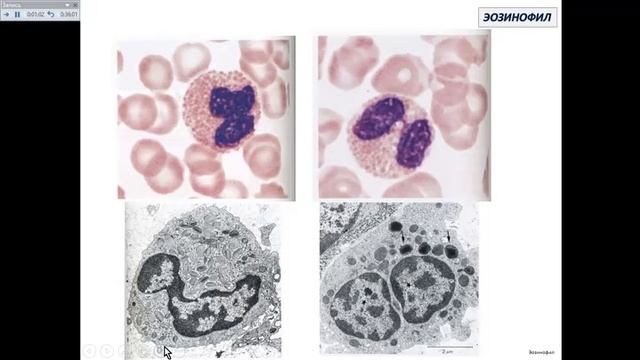 Лекция 5. Ткани внутренней среды. Кровь. 2 версия | Князева Л.А.