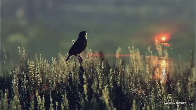 Stive Morgan -  Волшебный мир иллюзий (Magic World Of Illusions