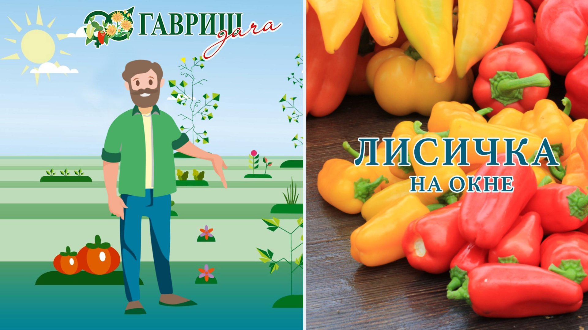 СЛАДКИЕ МИНИАТЮРНЫЕ ПЕРЦЫ