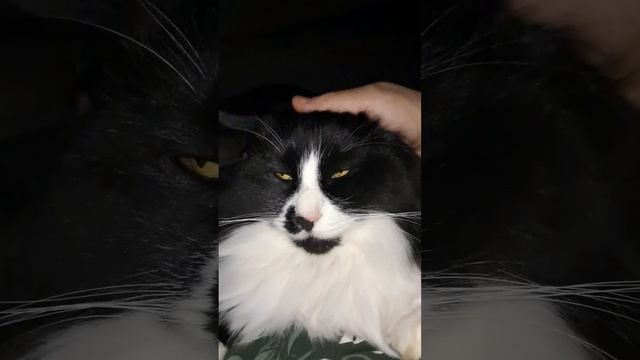 Тиша и Жозя