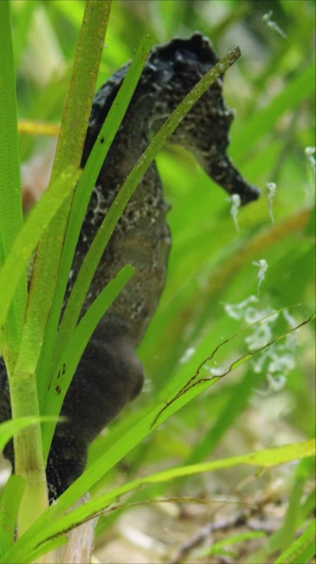 Как рождаются Морские коньки