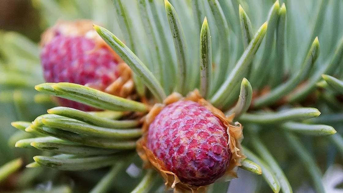 Голубая ель.