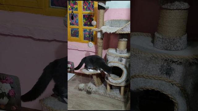 Сова балавунька!