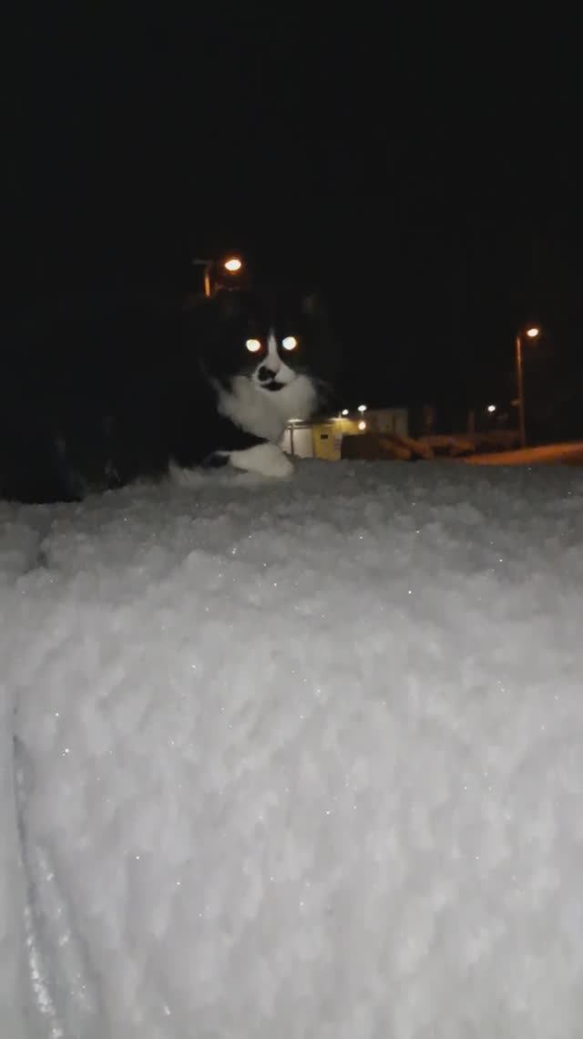 Гуляю с котами ночью в снежную погоду
