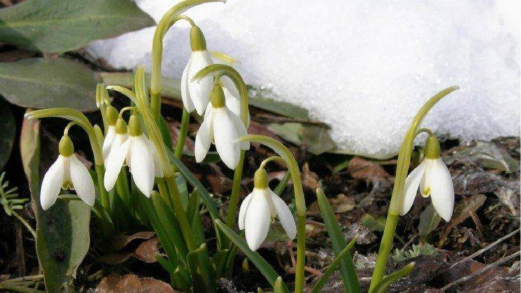 Подснежник Галантус.