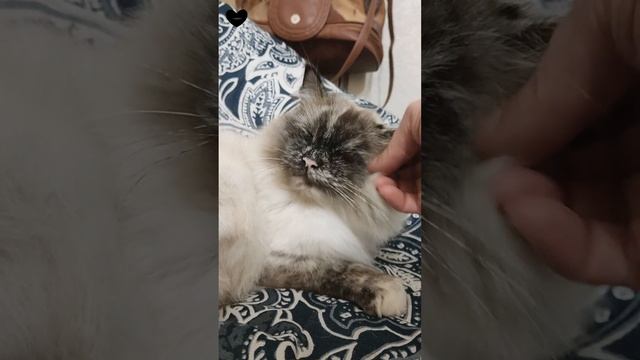 Оказывается не котик, а Снежка - кошечка =)