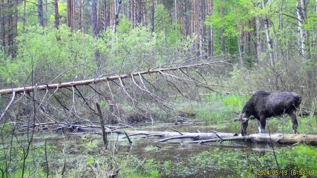 Лось у полузатопленного солонца. Хорошо видны растущие рога.