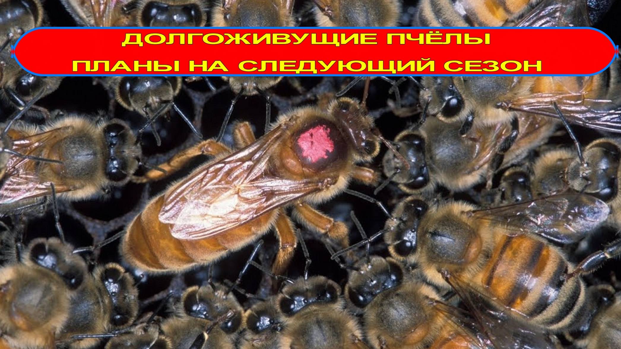 ПЕРЕХОД НА ИЗОЛЯТОРЫ. ПЛАН СЛЕДУЮЩЕГО СЕЗОНА.