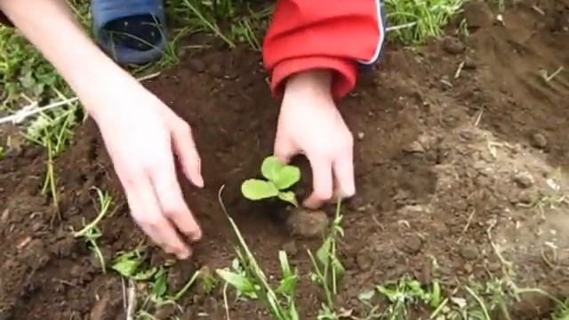 Посадка табака на целине.