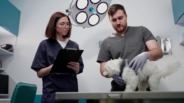 🐶 Как быстро записаться к ветеринару в Грузии?