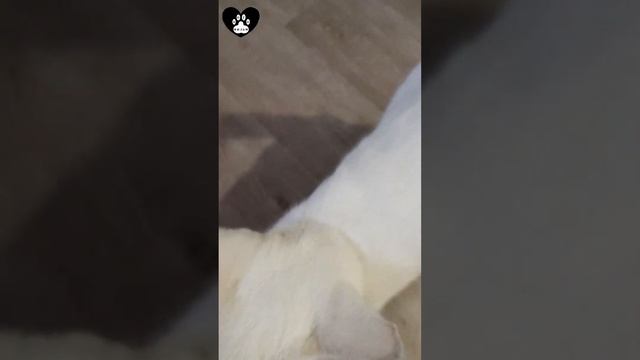 Вот сюда покушать ложи