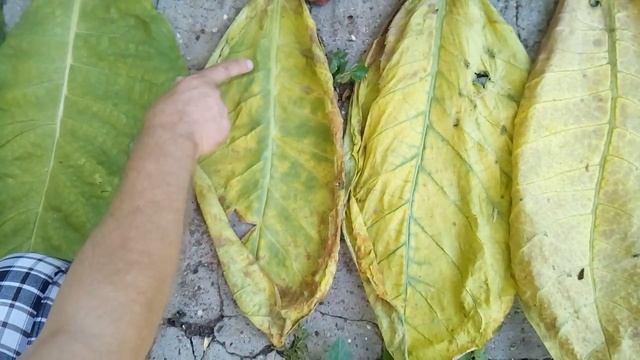 Томление табака 2 часть.