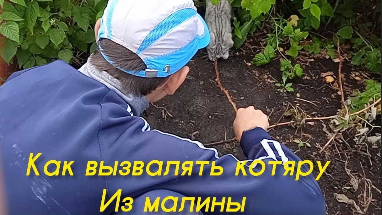 Как надо ухаживать за кошкой Иван Копов