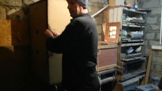 Инкубация куриных яиц.